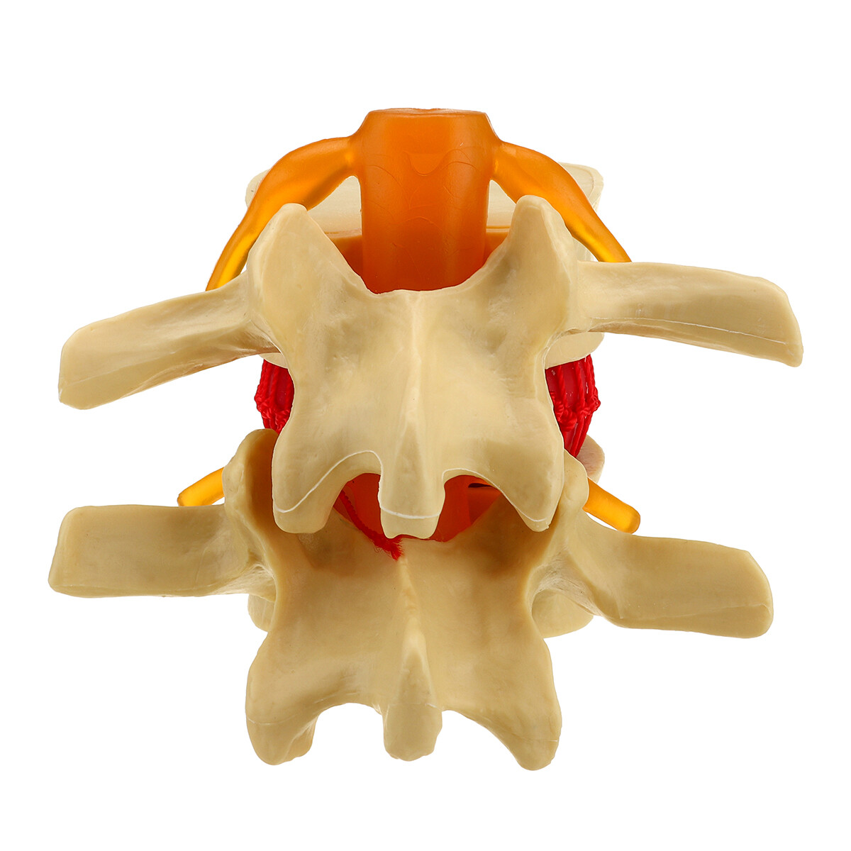 Generic Lumbar Vertebrae Model Props Anatomical Spine Herniation ...