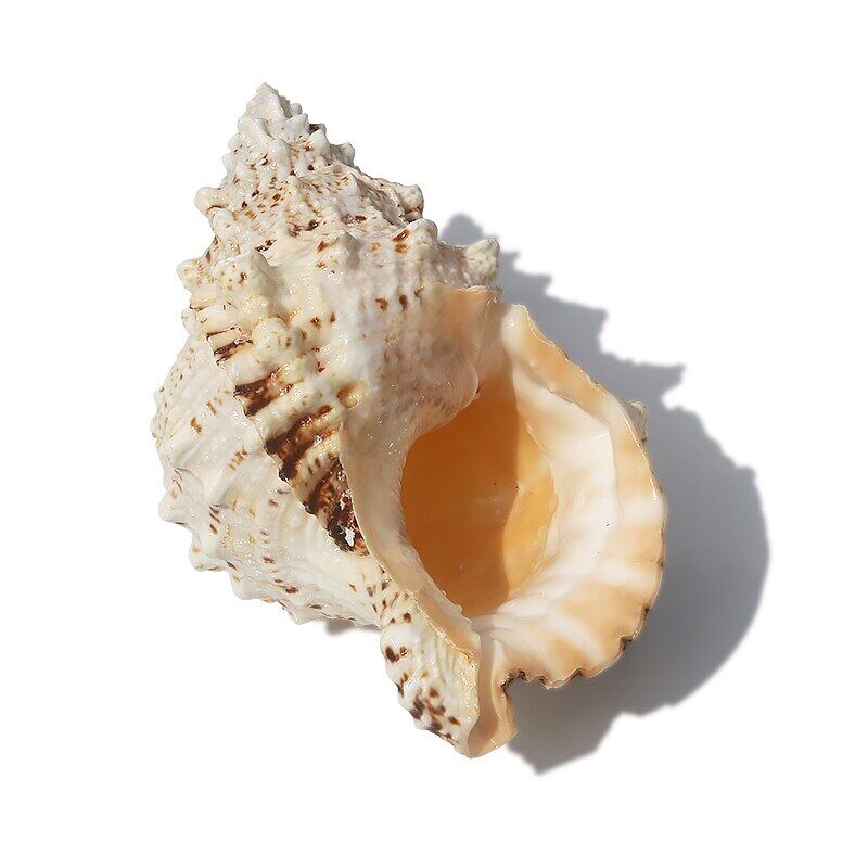 Large Natural Sea Shells,huge Ocean Conch 18-20 Cm Jumbo Seashells ...