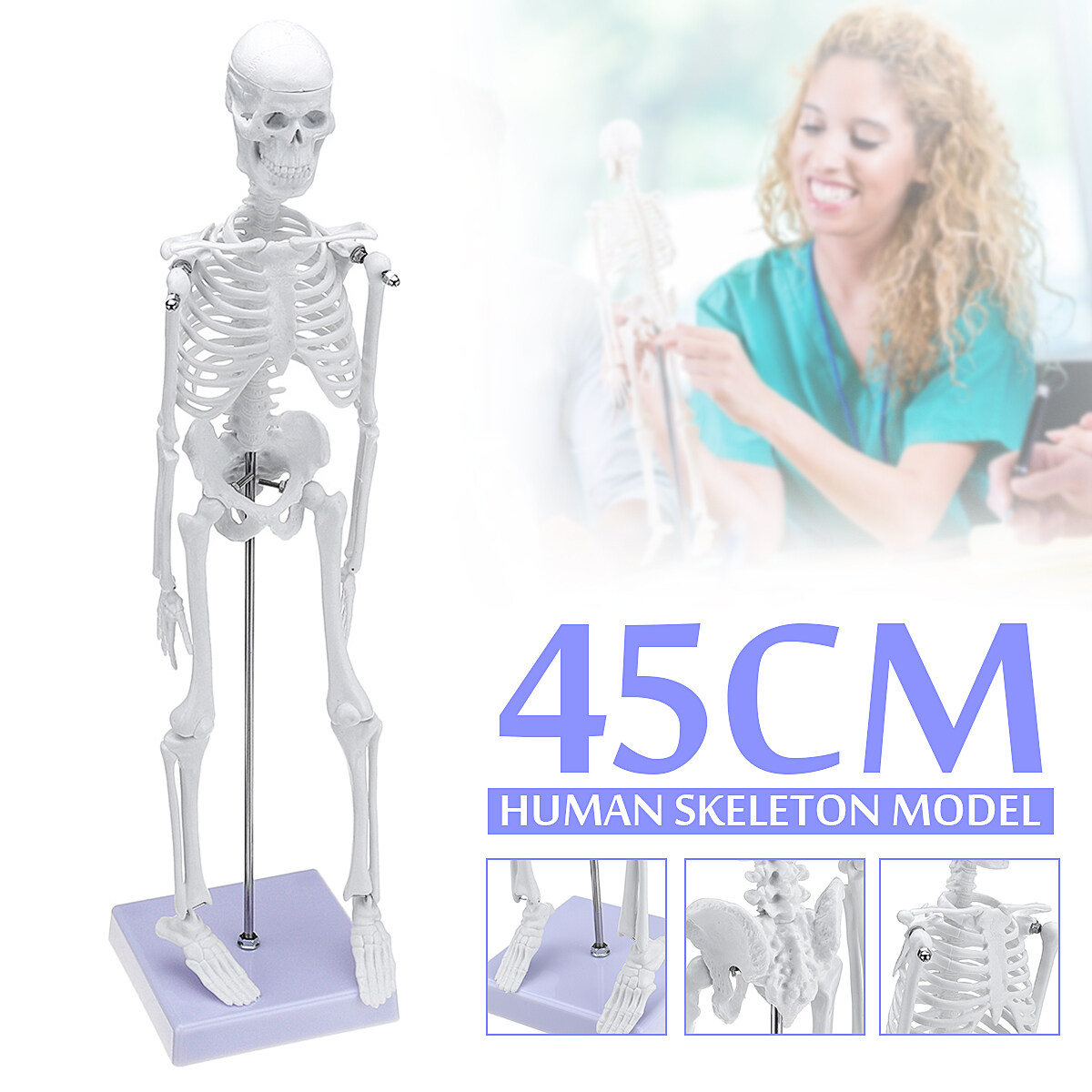 Generic 18'' Skeleton Model Human Skeleton Model For Anatomy Study ...